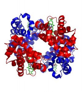 CHCM bajo: ¿Qué significa en un análisis de sangre? - Salud.Asturias24.es