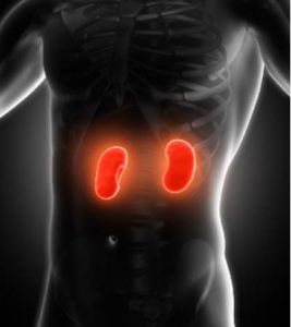 ¿Qué significa la creatinina baja en la sangre? - Salud.Asturias24.es