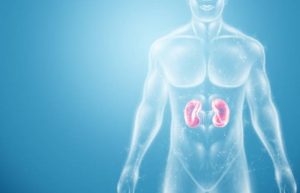 ¿Qué significa la creatinina baja en la sangre? - Salud.Asturias24.es